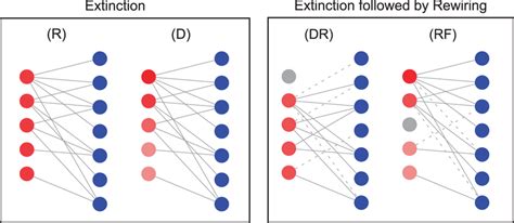 Schematic Extinction And Rewiring Scenarios Of A Bipartite Graph Node Download Scientific