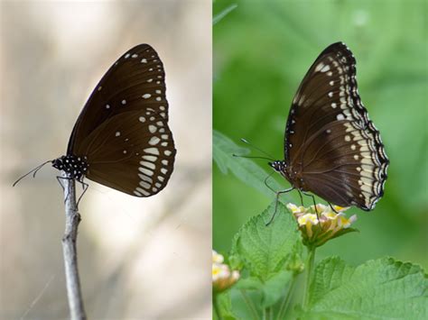 Batesian Mimicry Birdforum
