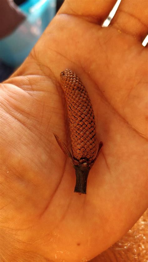 Help Identifying These Little Pine Cones Rnzgardening