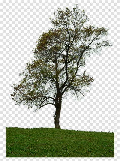 Tree With No Background Leaves Tree Plain Background Plant Tree Trunk Grass Bonsai