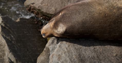 물개 옆 바위 위에 누워 있는 바다표범 사진 Unsplash의 바다사자 이미지