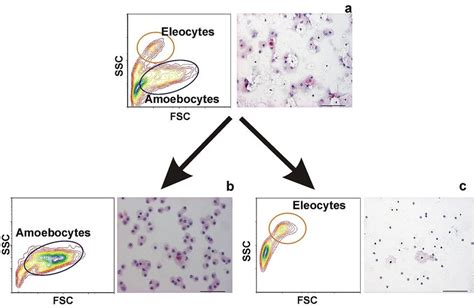 Amoebocytes