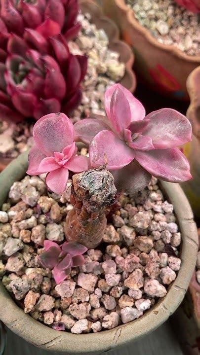 적심한 연봉금이 자구를 세개나 달고 너무 이쁘네요~ Youtube