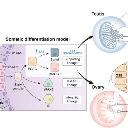 Proposed Model For Human Gonadal Development Schematic Illustration Of Download Scientific