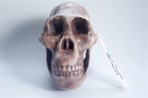 Australopithecus Africanus Skull Replica Prehistoric Fossil Collection Realistic Hominid Skull