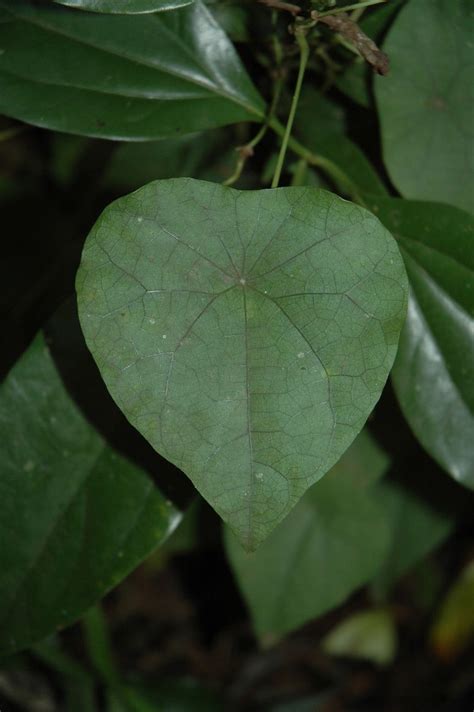 How To Propagate Cyclea Peltata Propagate One