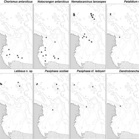 Spatial Distribution Of Shrimp Species Sampled During Nz Ipy Caml Download Scientific Diagram