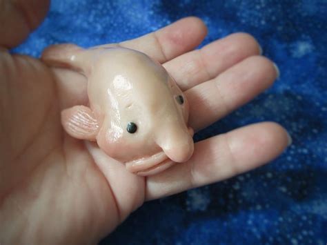 Blob Fish The Blobfish Is A Deep Sea Fish Of The Family Psychrolutidae Description From