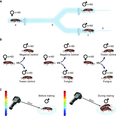 Schematic Representation Of The Experimental Design A Female Choice