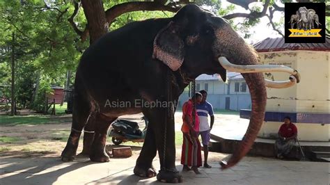 අජිත් අයියාට හොරෙන් පලතුරු ඉල්ලන් කන වාසනා Tusker Asianelephant Elephant Youtube