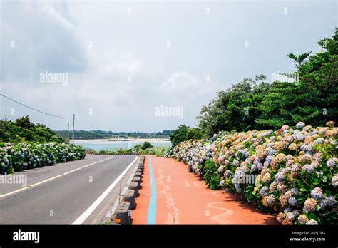 Jongdal Ri Hydrangea Flowers Road And Hado Beach In Jeju Island Korea