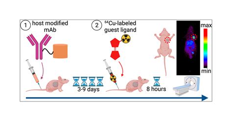 Investigation Of Copper 64 Based Host Guest Chemistry Pretargeted Positron Emission Tomography