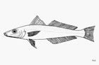 Sillaginidae