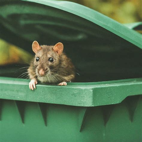Des Rongeurs Dans Le Compost Comment Sen Débarrasser