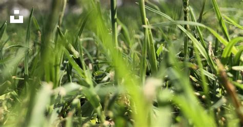 녹색 식물의 클로즈업 사진 Unsplash의 무료 이미지