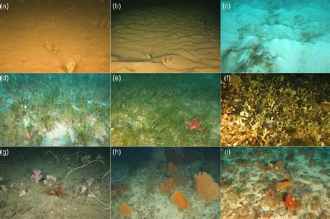 Montage Of Example Seabed Habitat Photos From The GBR A Turbid Silty Download Scientific