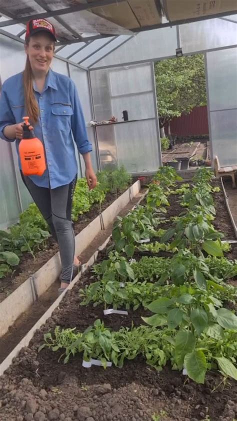 ОГОРОД🍅ДАЧА🌳ДОМ🏡РЕЦЕПТЫ ЭТА ПОДКОРМКА УВЕЛИЧИТ УРОЖАЙ🌶🌶🍅🥒 Для увеличения количества завязей