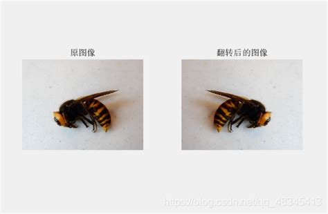 matlab图像预处理（彩色图像的水平镜像与垂直镜像） matlab4、读入一幅灰度图像 编程实现水平镜像和垂直镜像变换 将结果保存到一图像