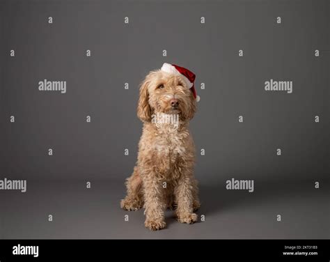 Blonde Cockapoo Dog Wearing A Christmas Hat Sitting On A Grey
