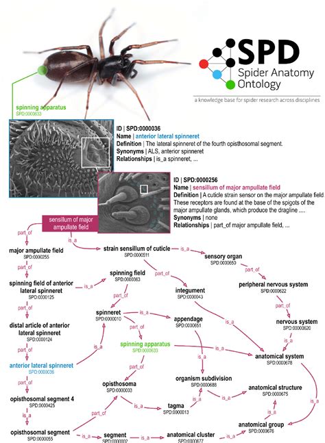 Figure 1 From The Spider Anatomy Ontology Spd —a Versatile Tool To Link Anatomy With Cross