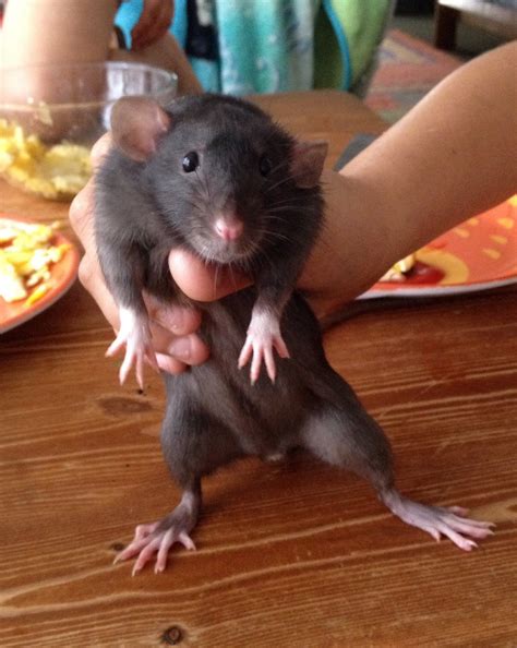 Black Dumbo Rats