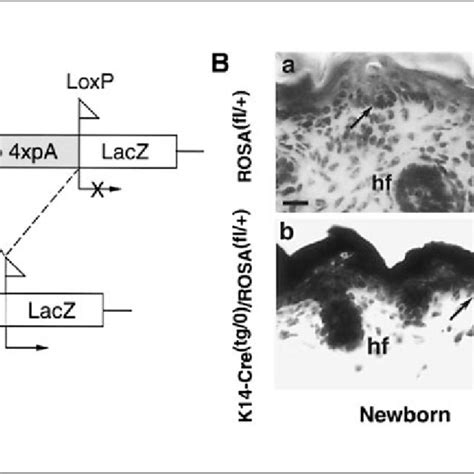 Characterization Of Cre Recombinase Activity In K14 Cre Transgenic