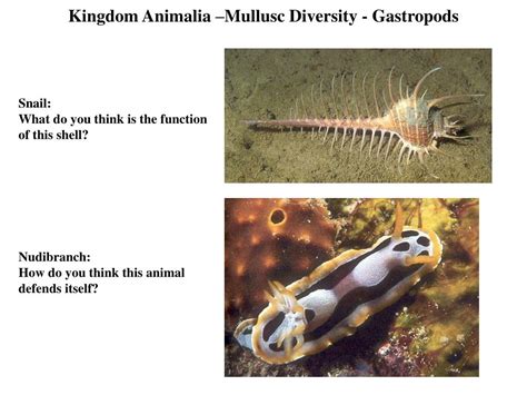 Ppt Kingdom Animalia Phylum Mullusca Powerpoint Presentation Free