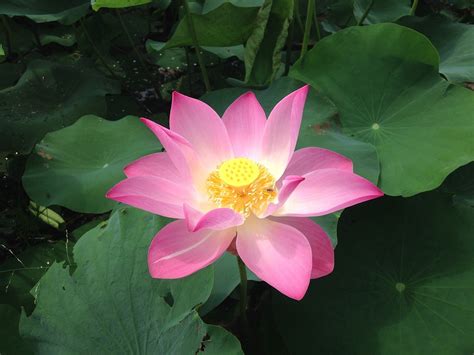 Lotus Flower Blossom Free Photo On Pixabay