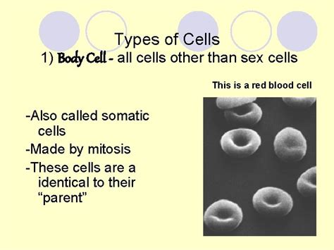 Meiosis Notes Double Cell Division Reproduction L Asexual