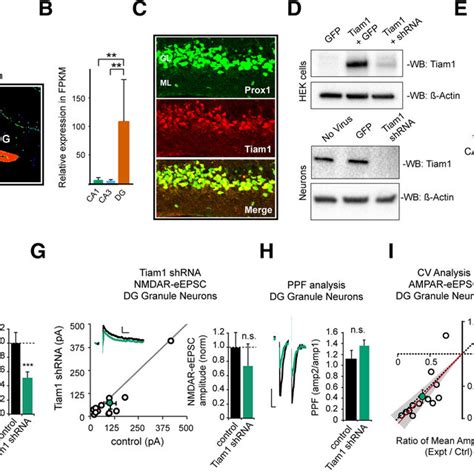 Tiam1 Knockdown Does Not Affect Ampar Or Nmdar Mediated Download Scientific Diagram