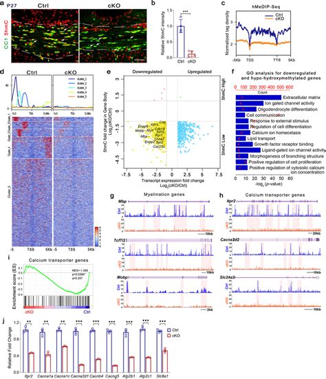 Dna Hydroxymethylation Of Genes And Transcript Levels Are Correlated In