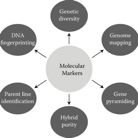 7 Application Of Molecular Markers Molecular Markers Are Used In The