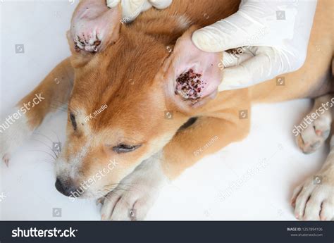 Ticks In Dogs Ears Ticks On Dogs Ultimate Guide To Symptoms And