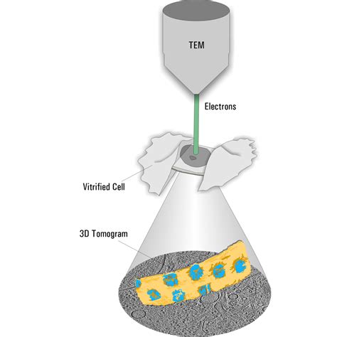 Improve Cryo Electron Tomography Workflow Learn And Share Leica Microsystems