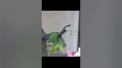 [아마존앵무 수리] 산토끼 부르는 앵무새 말하는앵무새 대형앵무 Youtube