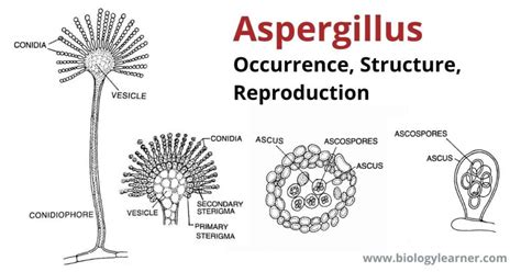 Aspergillus Slide Labeled