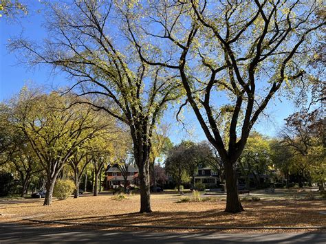 ELM PRUNING Edmonton Arborist