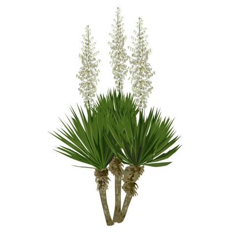 Yucca Plant Illustrations Royalty Free Vector Graphics And Clip Art Istock
