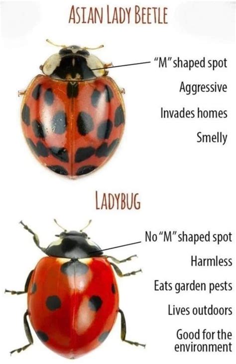3687 Best Ladybug Images On Pholder Rwby Insects And Mildlyinteresting