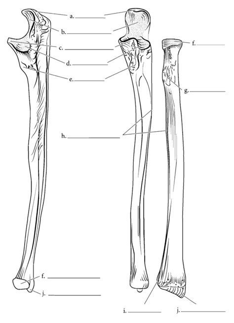 Forearm Bones Diagram Quizlet