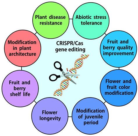 Genome Editing Techniques Applications And Human Genome Project