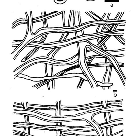 Microscopic Structures Of Ganoderma Sichuanenese Mfu 16 2668 A Download Scientific Diagram