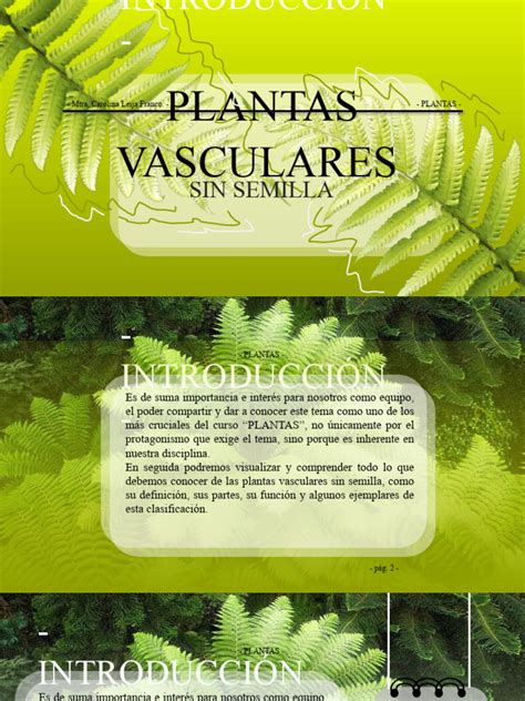 Plantas Vasculares Sin Semilla Mtra Carolina Leija Franco Pdf Tallo