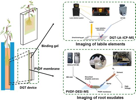 The Workflow For The Imaging Of Root Exudate Of Organic Acids And