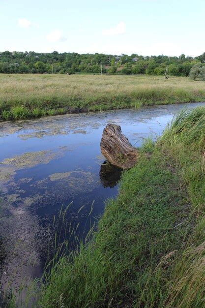 Premium Photo A Log In A Stream