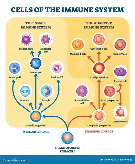 Immune System Cells Vector Illustration Labeled Educational Division Scheme CartoonDealer