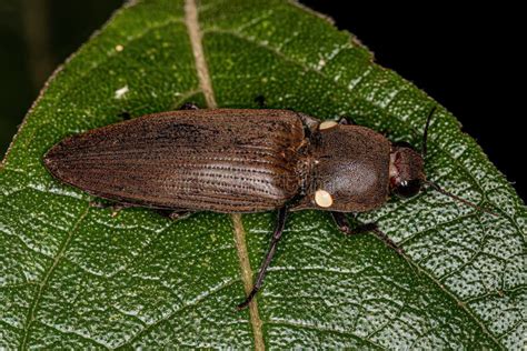 Adult Fire Click Beetle Stock Image Image Of Fauna 263481563