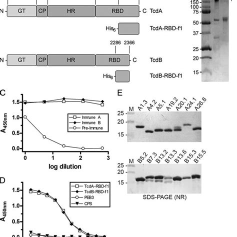 amino terminal coding sequence of vhh cdnas and pcr primer design