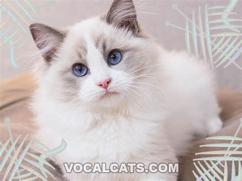 Lilac Ragdoll Complete Guide Vocal Cats