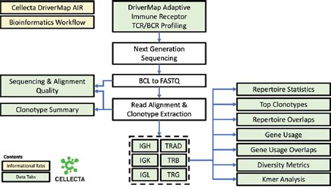 Adaptive Immune Receptor Profiling Analysis Service Airr Seq Tcr Seq Cellecta